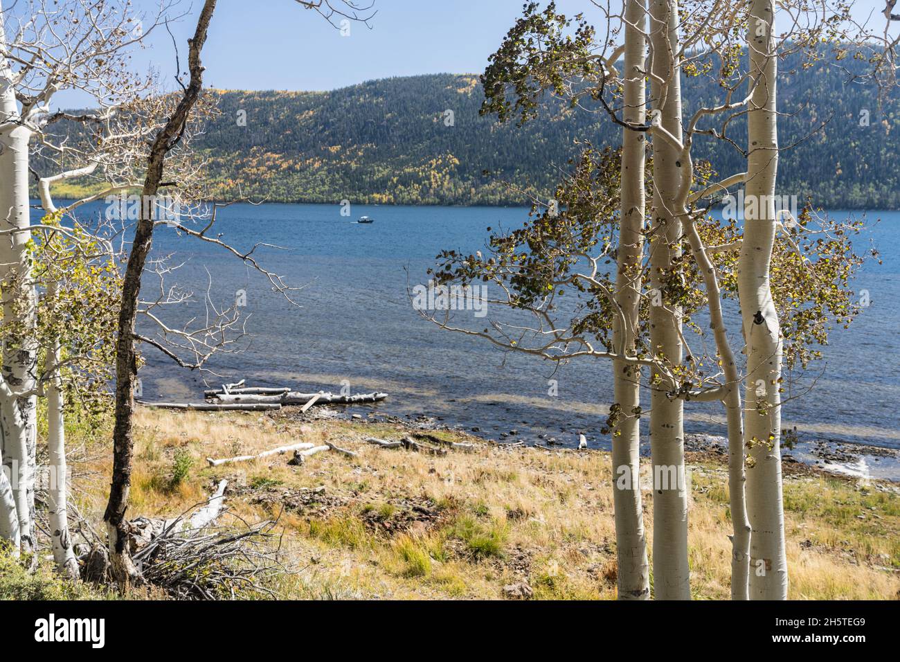 Aspen trees in fall color in the Fishlake National Forest on the ...