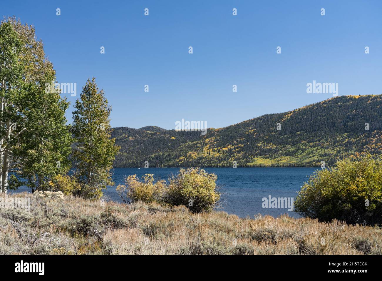 Aspen trees in fall color on the Mytoge Mts. in Fishlake National ...
