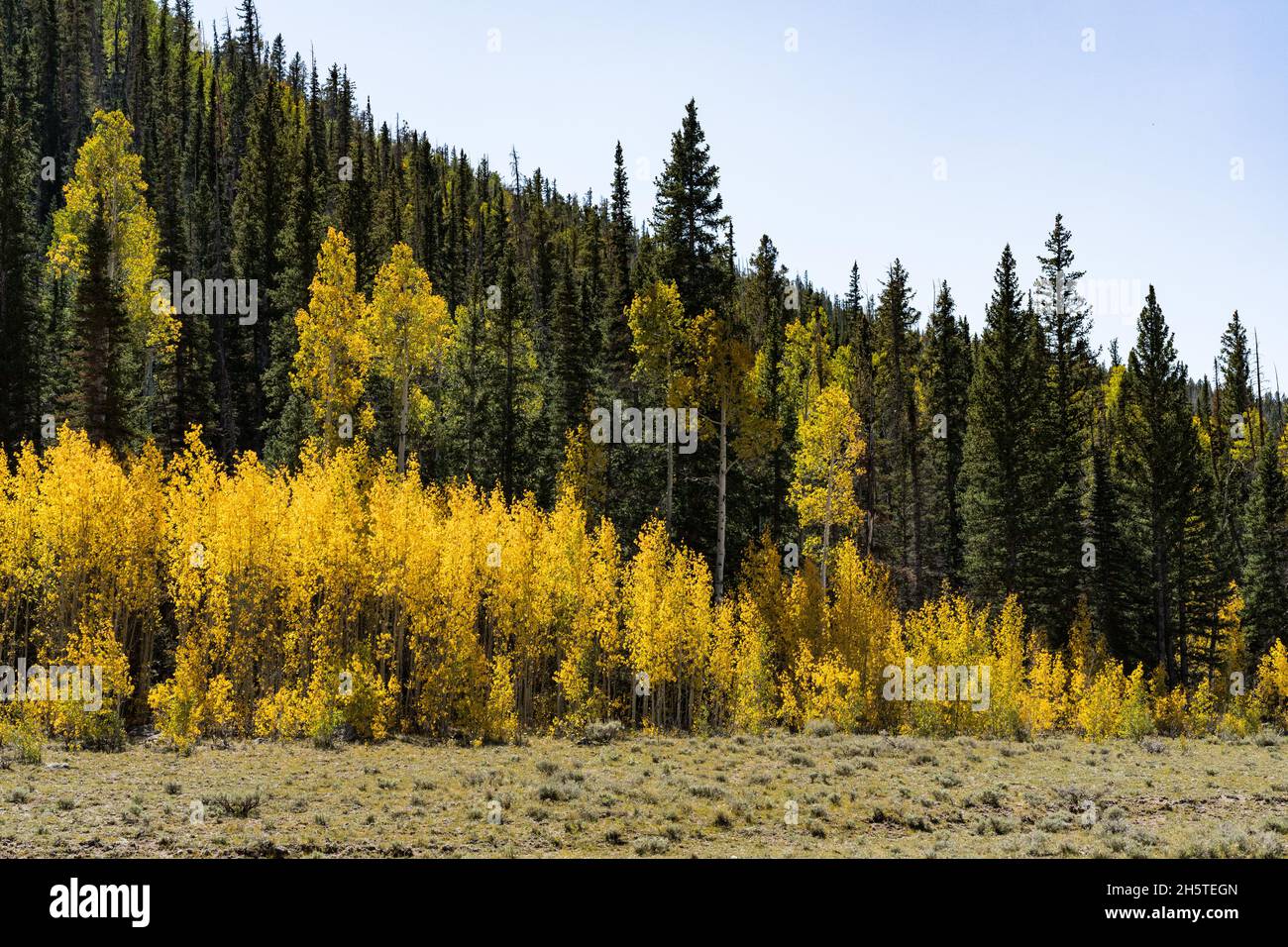 Aspen trees in fall color in the Fishlake National Forest on the ...