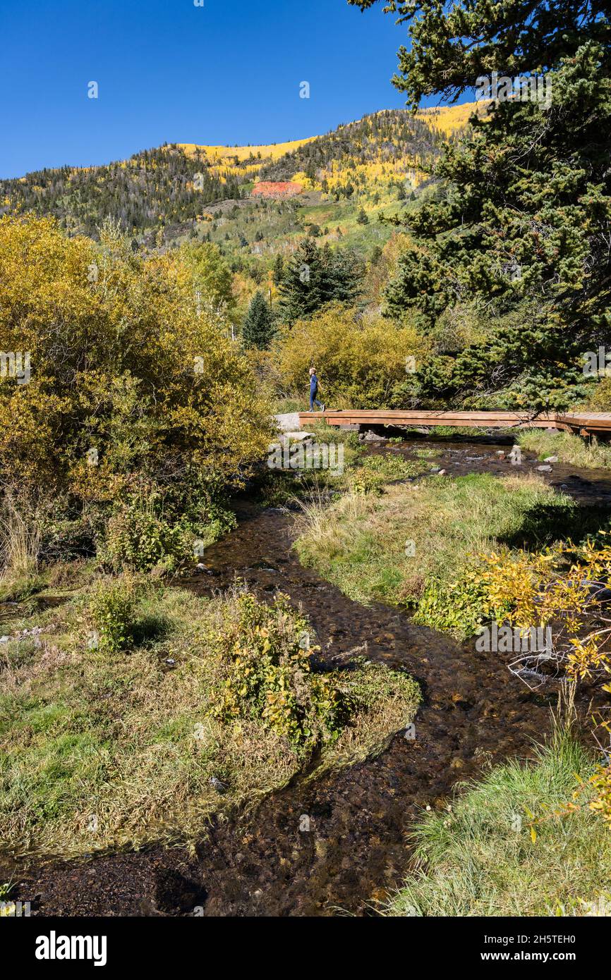 Kokanee salmon spawning in Twin Creek by Fish Lake in the Fish Lake ...