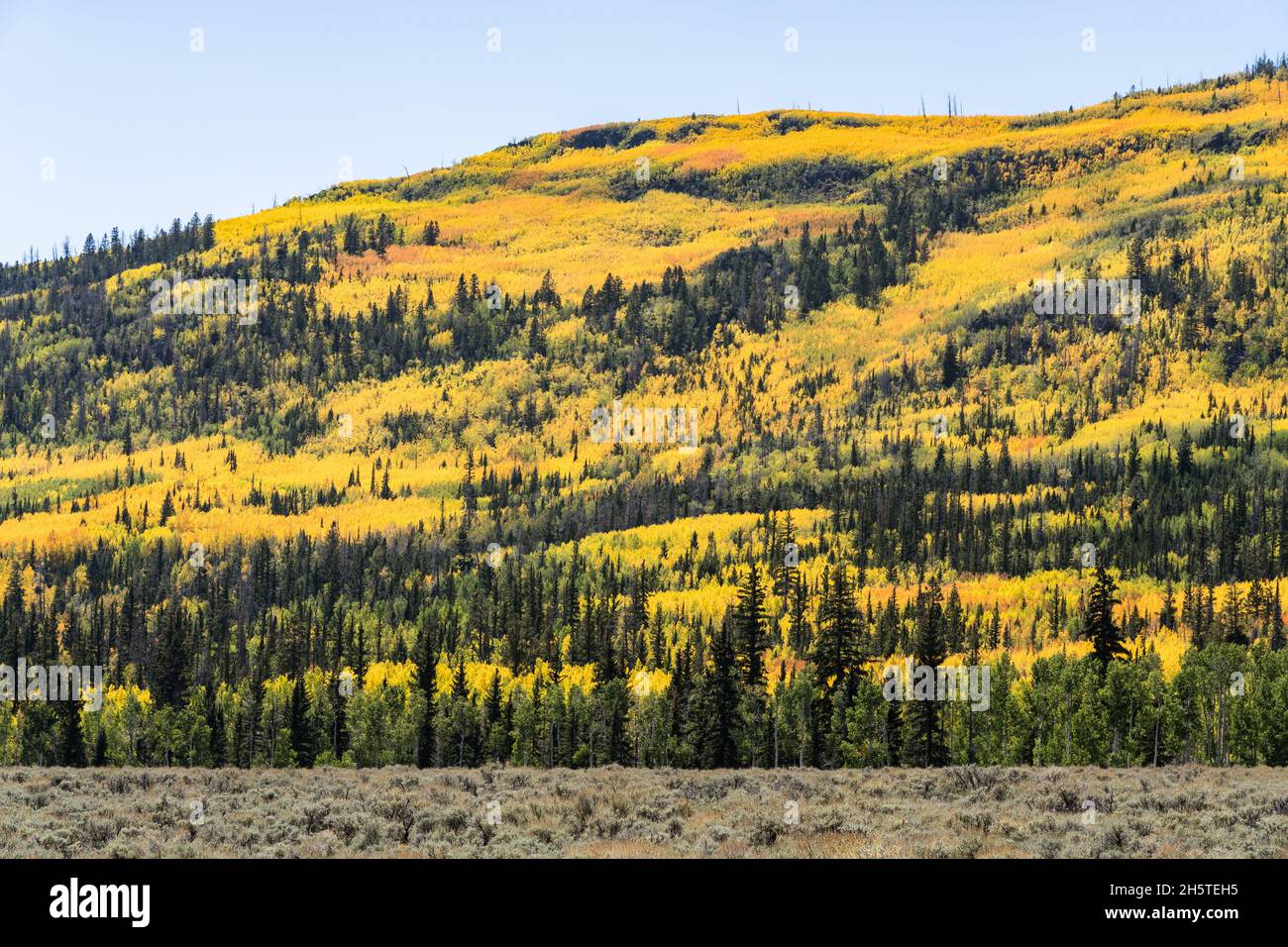Aspen trees in fall color on a ridge in the Fishlake National Forest on ...
