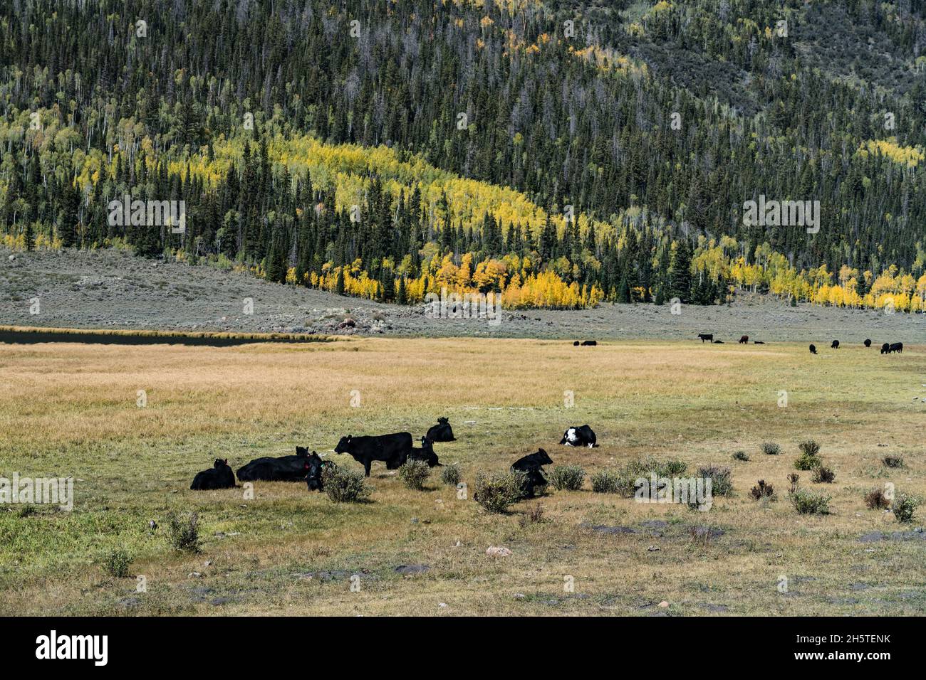 Cattle grazing on open range land near Fish Lake in the Fishlake ...