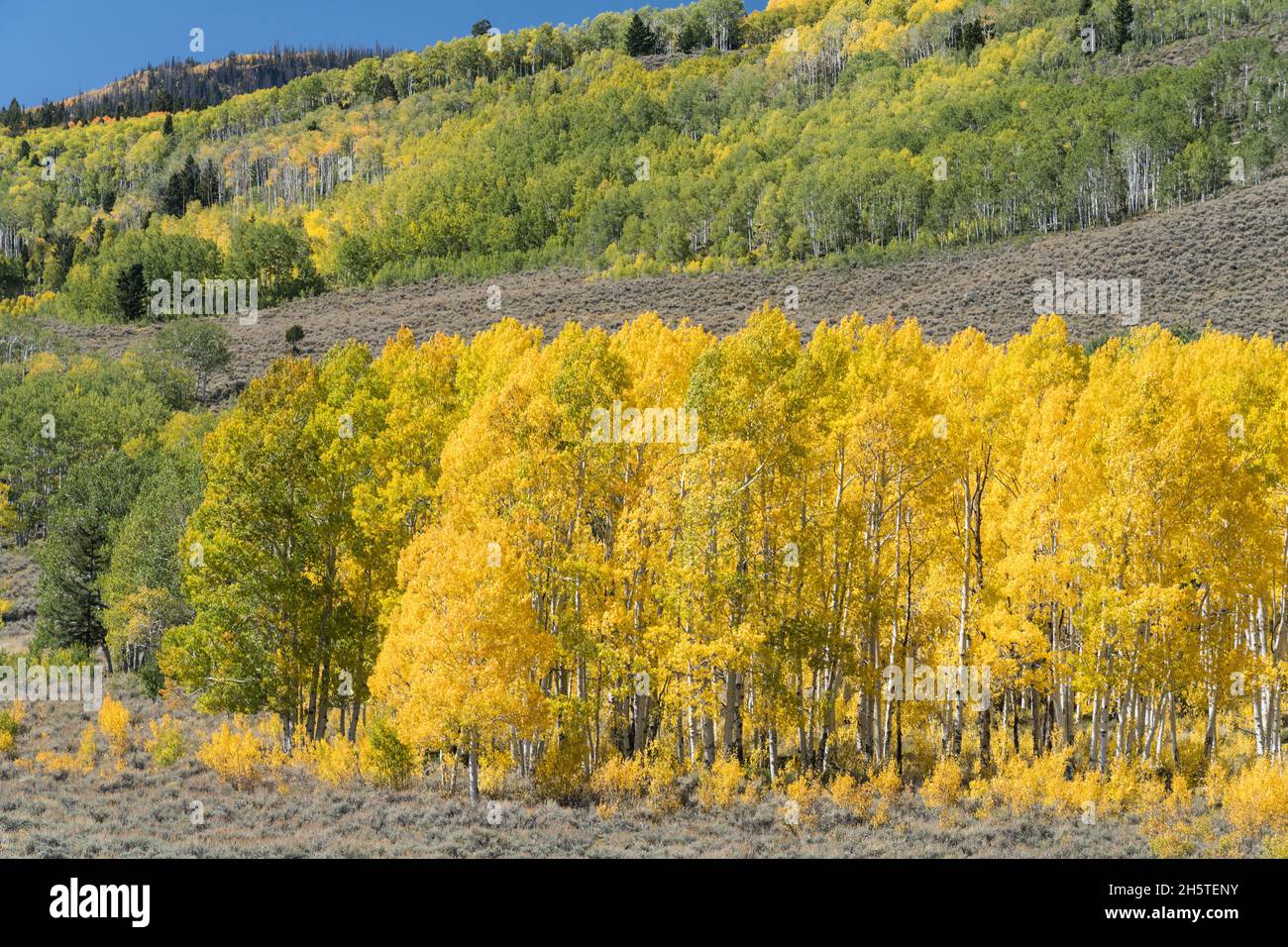 Aspen trees in fall color in the Fishlake National Forest on the ...