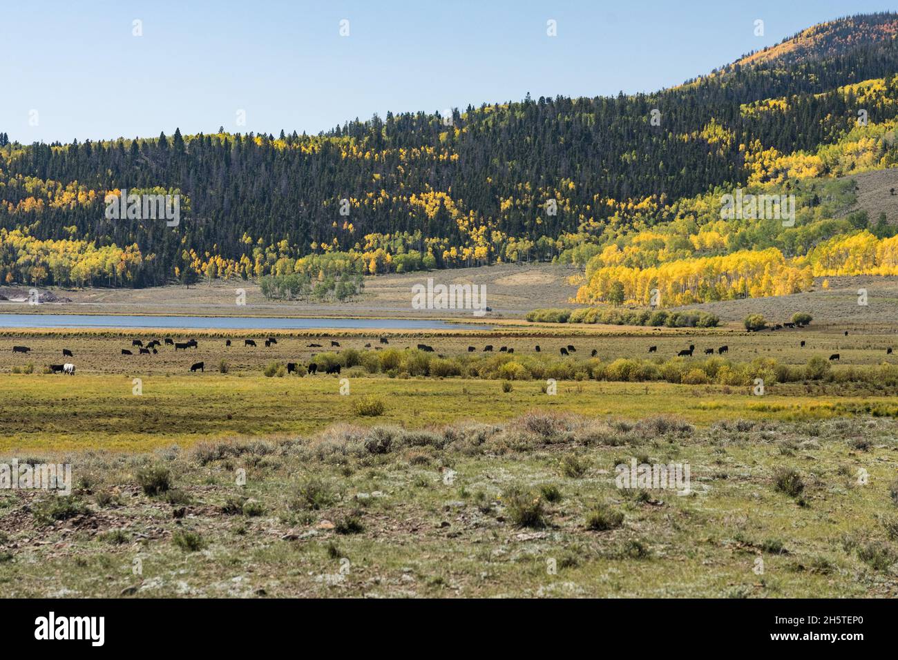 Open range ranching hi-res stock photography and images - Alamy