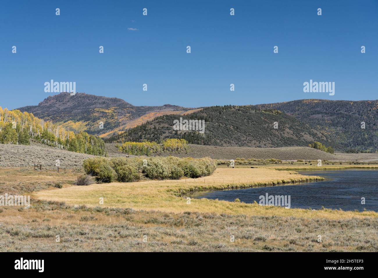 Aspen trees in fall color in the Fishlake National Forest on the ...