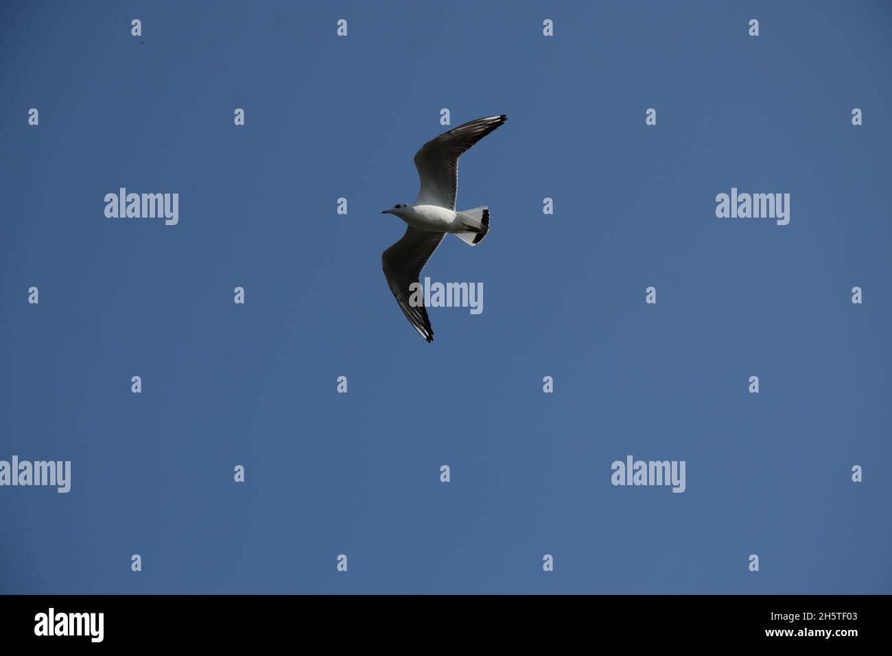 Beautiful scene of a Blue sky and an albatross bird flying Stock Photo ...
