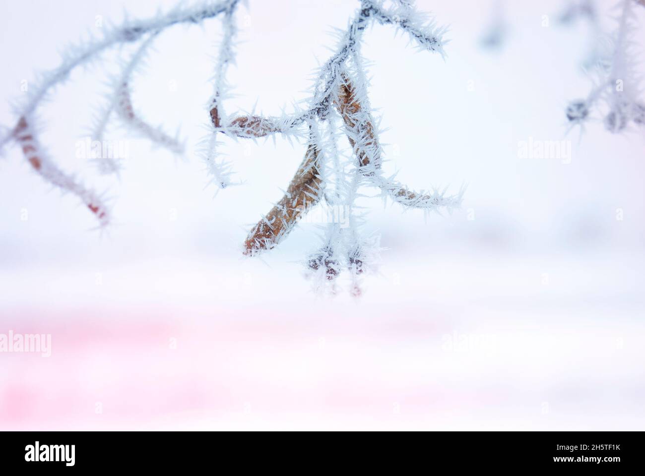 Frost on the branches hi-res stock photography and images - Alamy