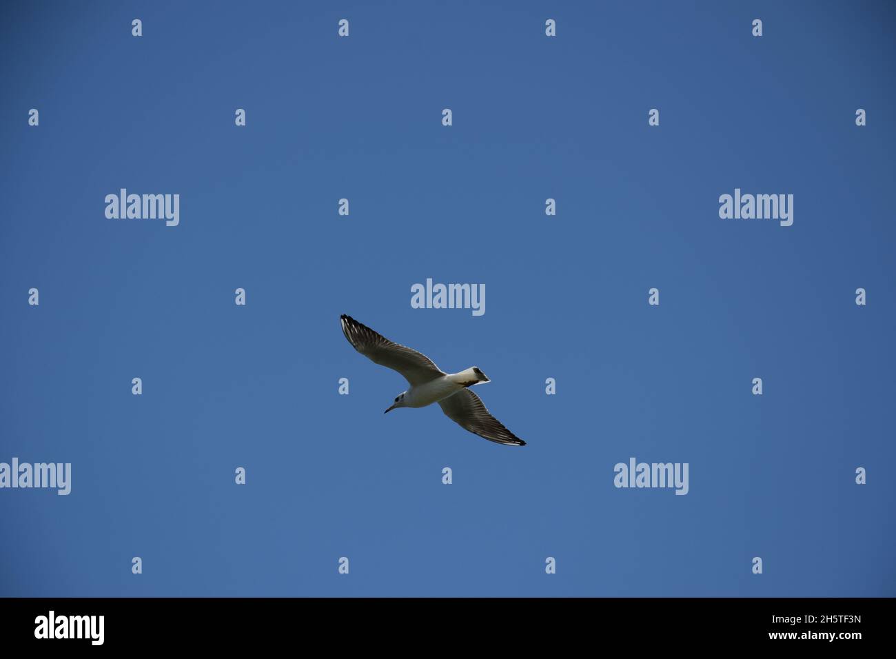 Beautiful scene of a Blue sky and an albatross bird flying Stock Photo ...