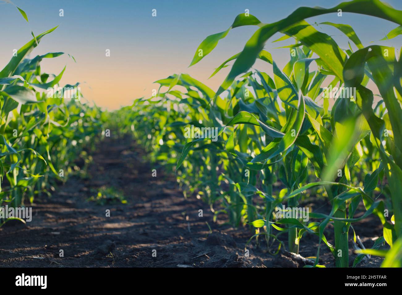 Rows of sprouting maize in fields somewhere in Ukraine Stock Photo - Alamy