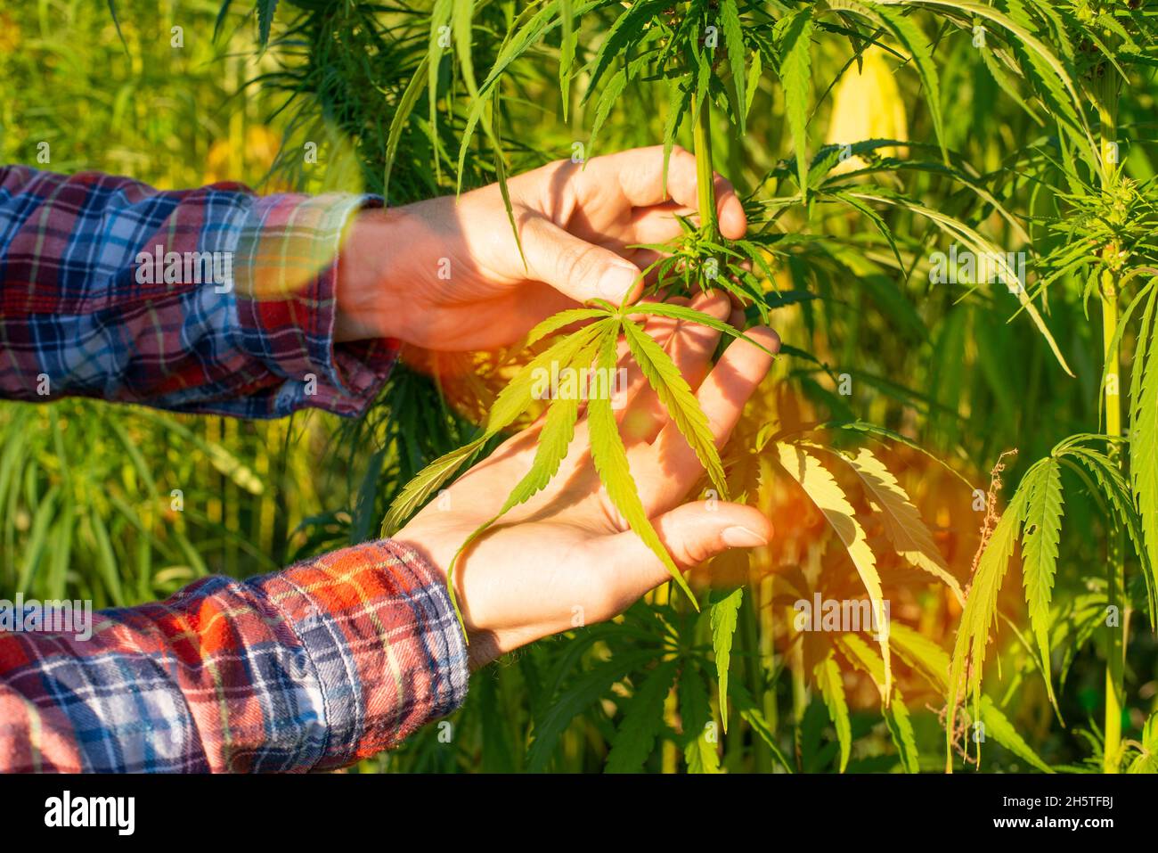 Caucasian male farmer holds industrial hemp stalks in his hand at field ...
