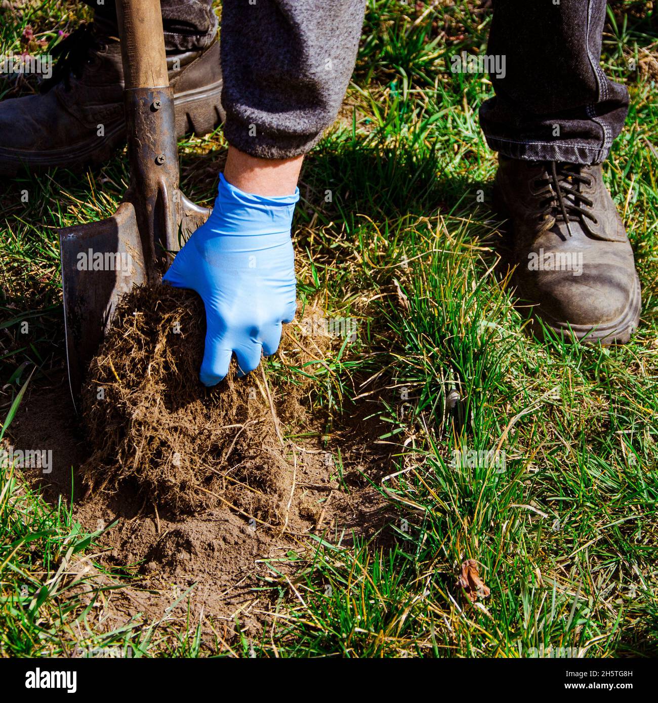 Digging spring soil with shovel. Close-up, shallow DOF Stock Photo - Alamy
