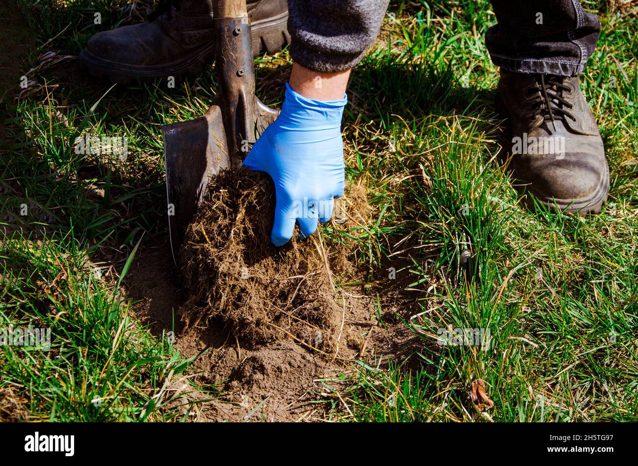 Digging spring soil with shovel. Close-up, shallow DOF Stock Photo - Alamy