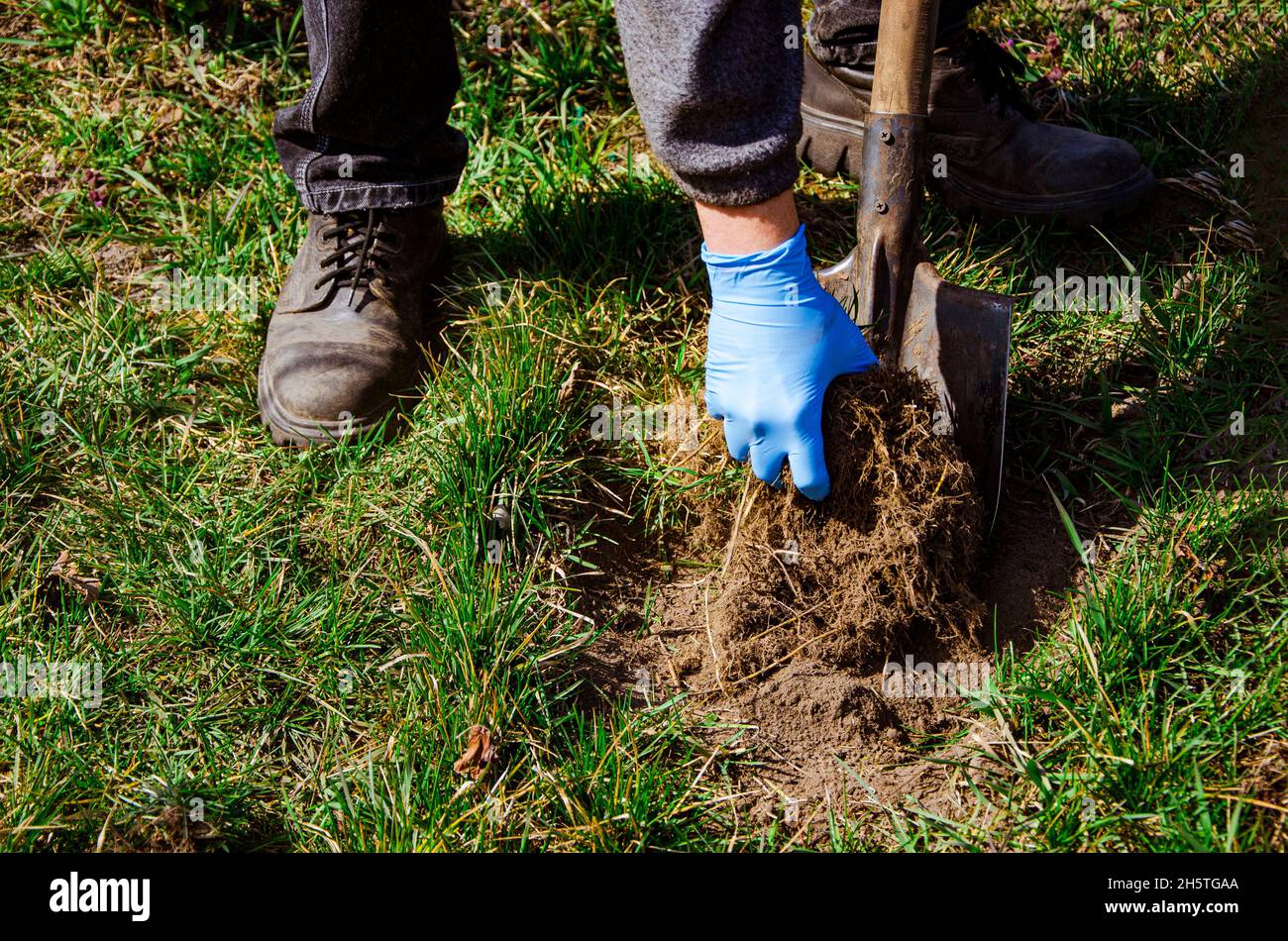 Digging spring soil with shovel. Close-up, shallow DOF Stock Photo - Alamy