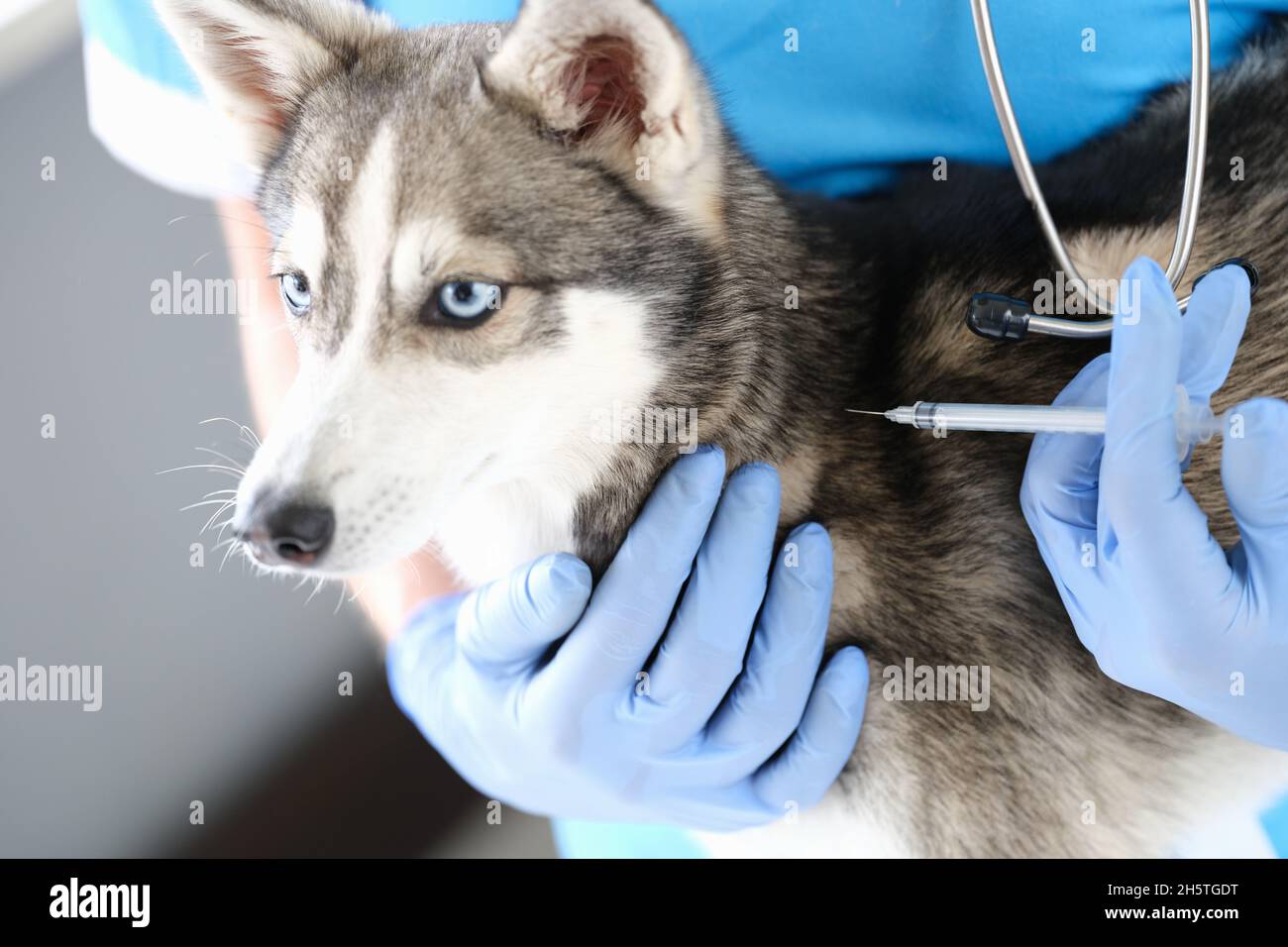Veterinarian doctor in gloves gives injection to dog closeup Stock ...