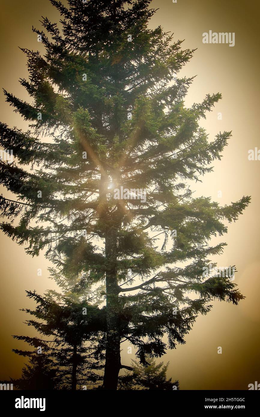 Green balsam tree with sun rays and soft golden vignette Stock Photo ...