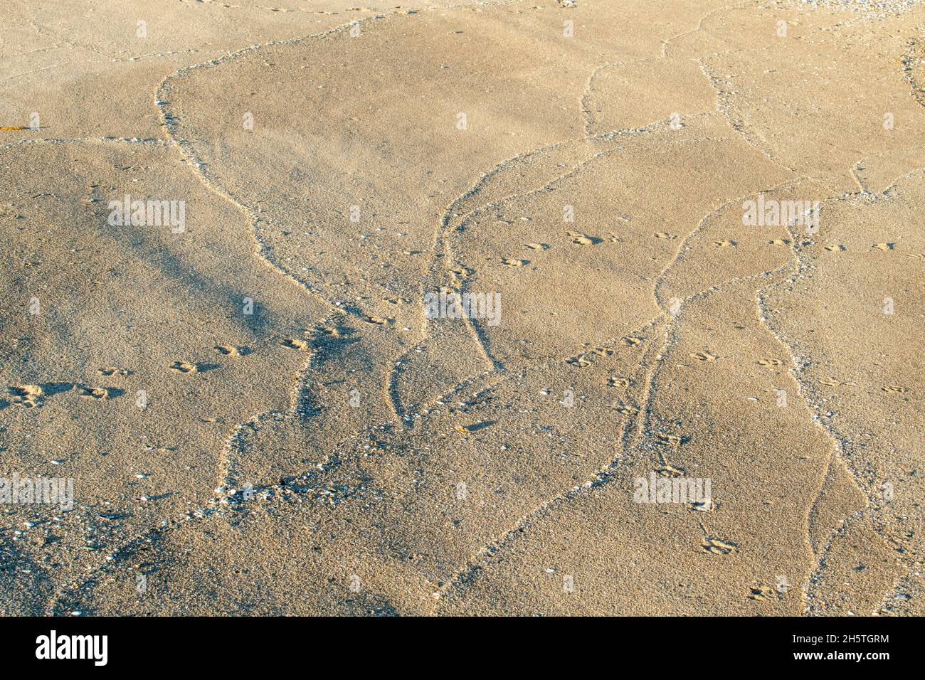 Beach sand patterns, J.T. Cheeseman Provincial Park, Newfoundland and ...