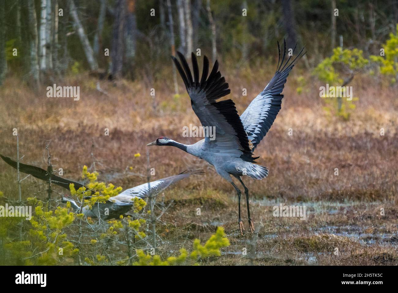 Two Common cranes, Grus grus walking in forest and flapping their wings ...
