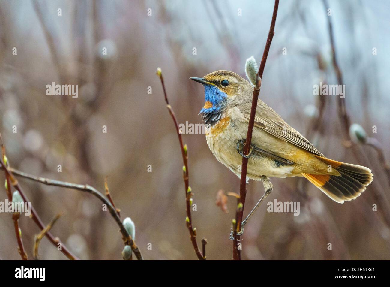 Bluethroat, Luscinia svecica sitting in a birch tree in spring season ...