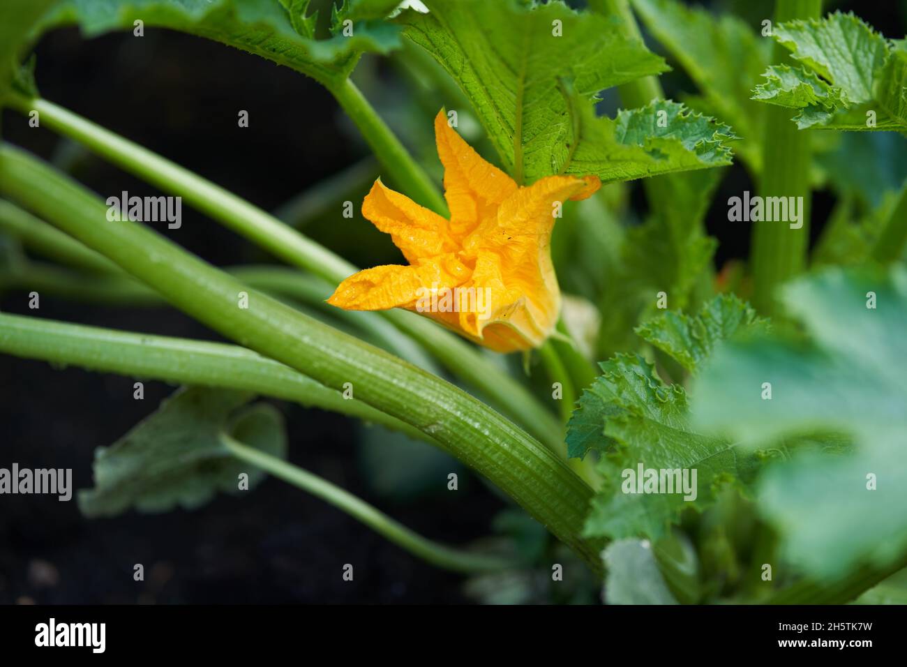 A large yellow zucchini flower in the greenhouse. A flower that grows ...