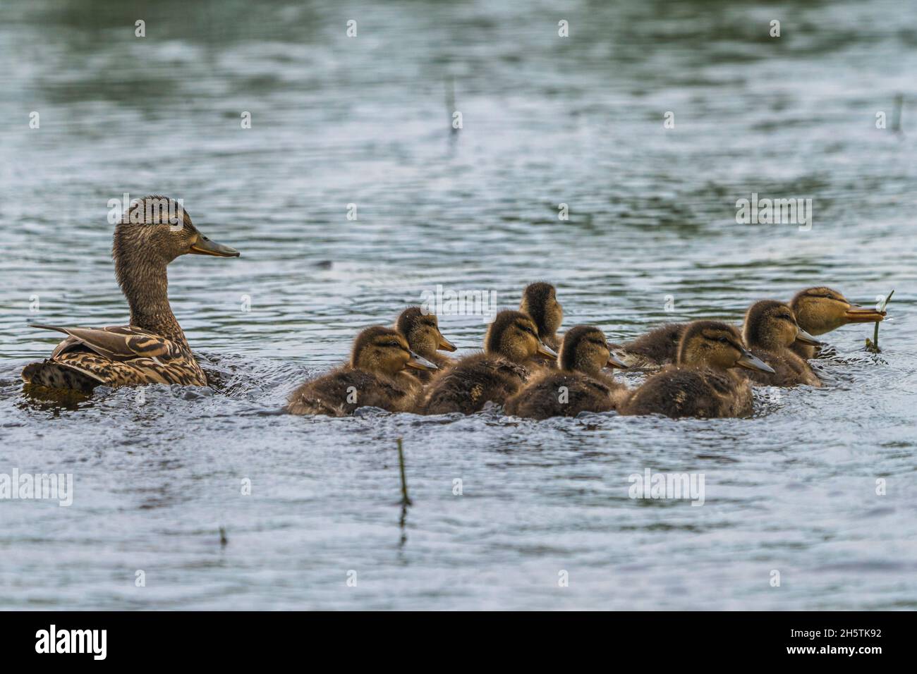 Female mallard, Anas platyrhynchos, with eight ducklings swimming ...