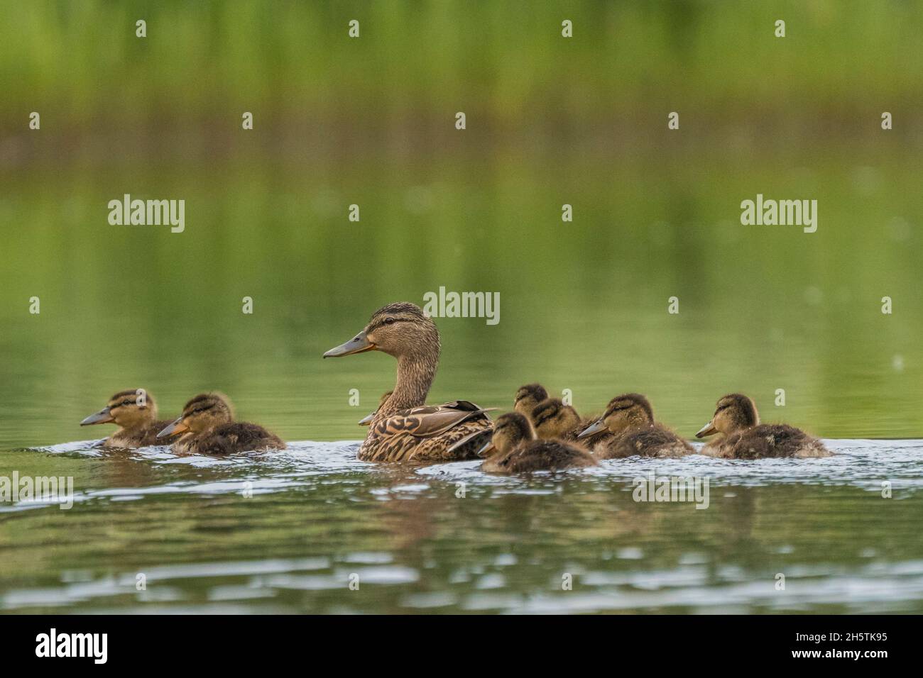 Female mallard, Anas platyrhynchos, with eight ducklings swimming ...