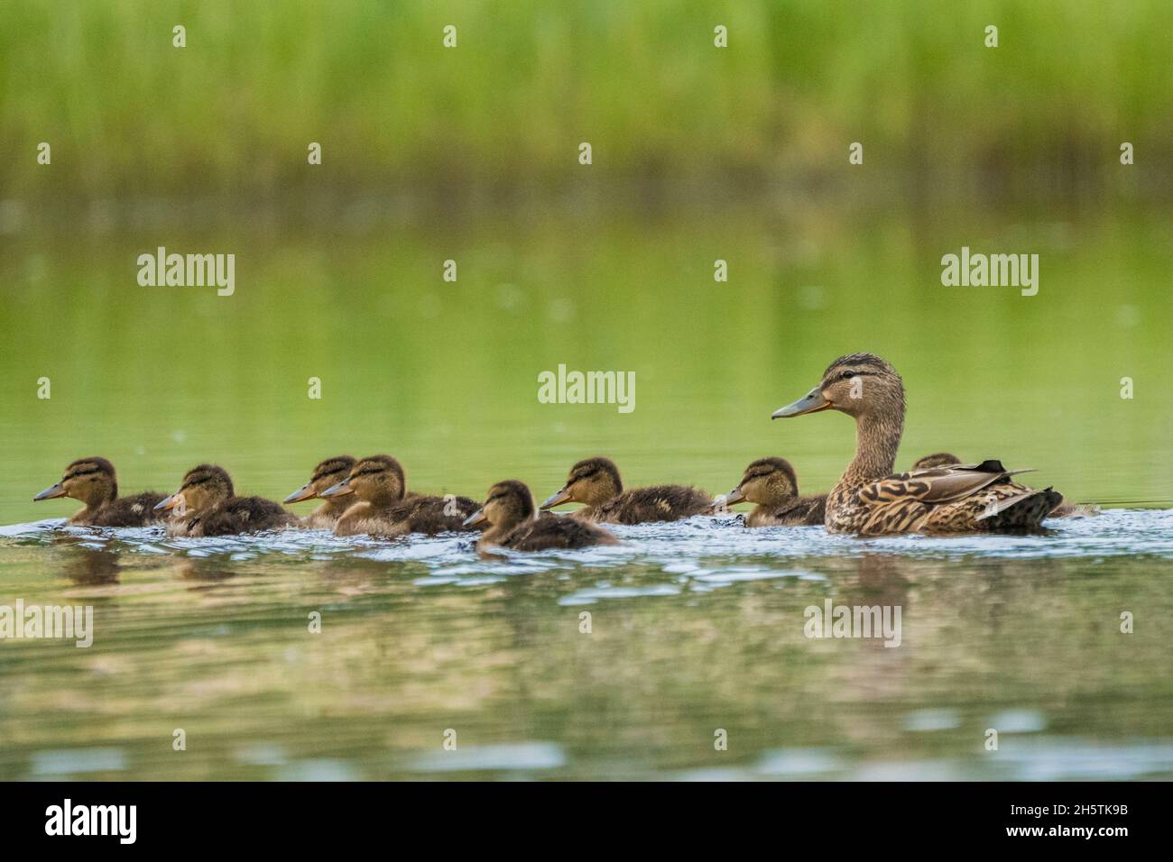 Female mallard, Anas platyrhynchos, with eight ducklings swimming ...