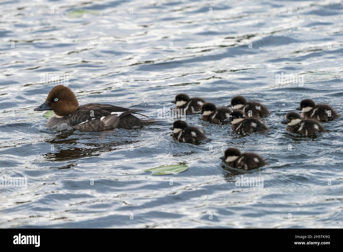 Female Common goldeneye, Bucephala clangula with eight ducklings ...