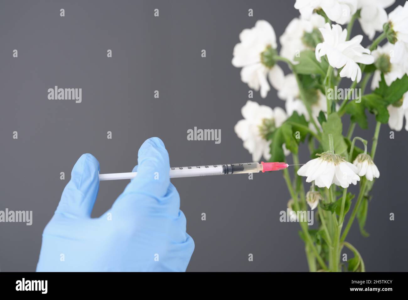 Person in glove makes injection into flower closeup Stock Photo - Alamy