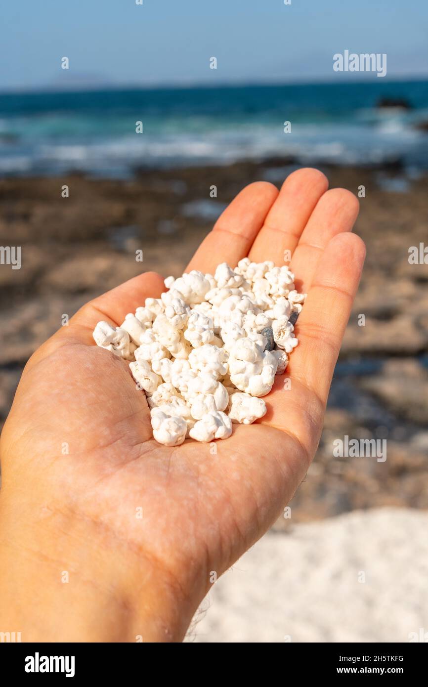 Vertical shot of coral scraps in shapes of popcorns in the palm in the ...