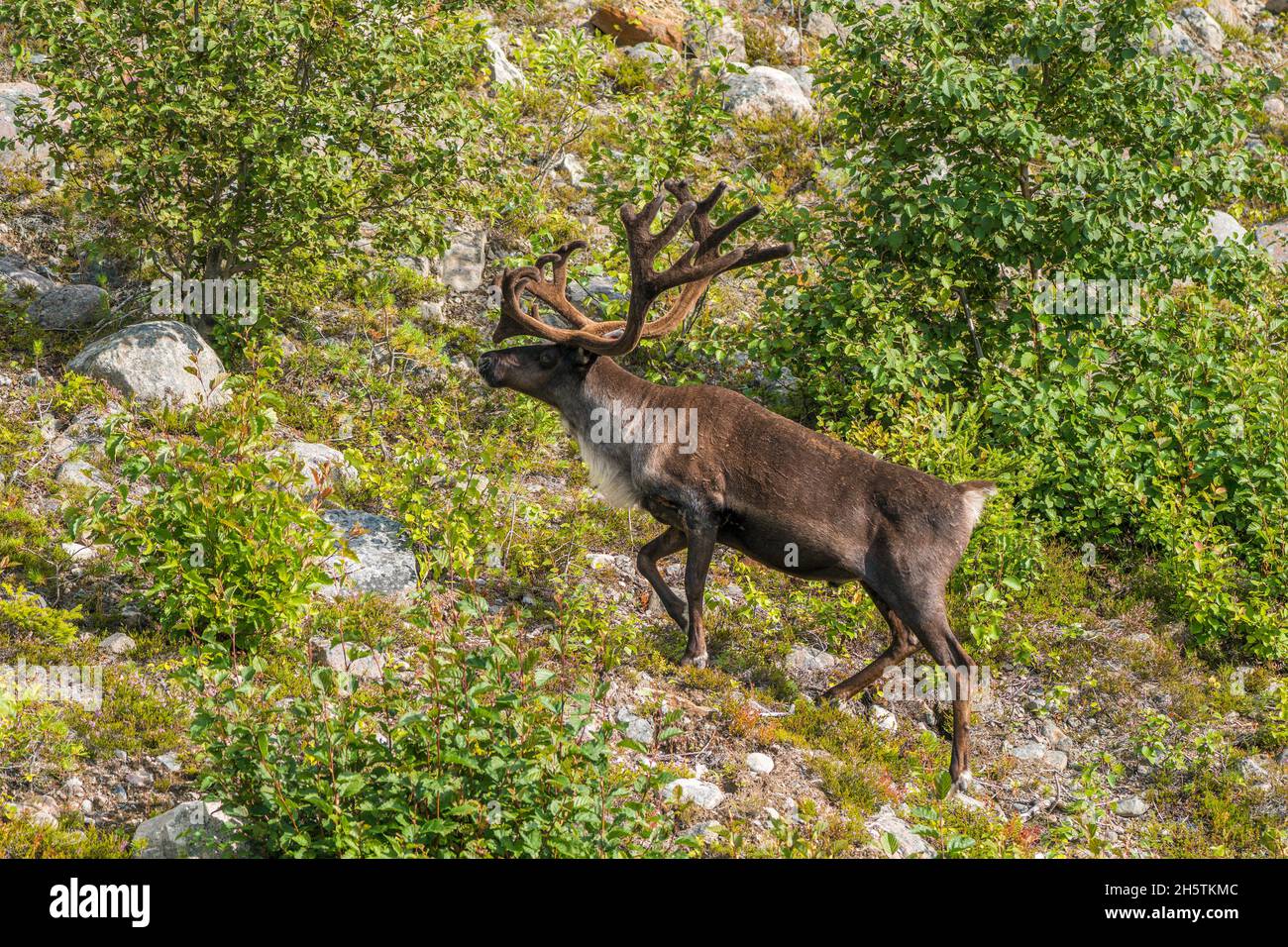Reindeer stones hi-res stock photography and images - Alamy