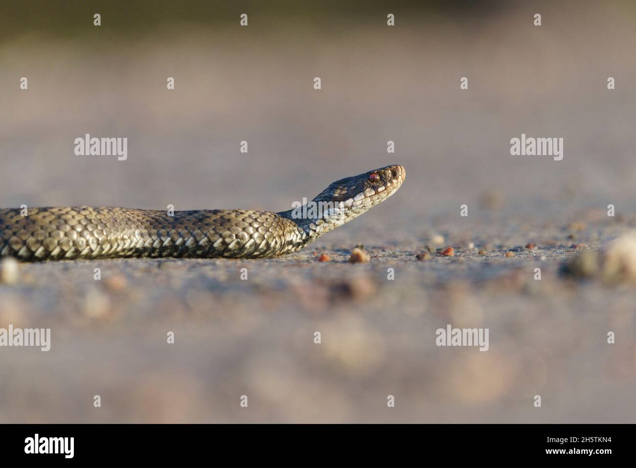Common Eruopean viper, Vipera berus, lying on a road, Swedish Lapland ...