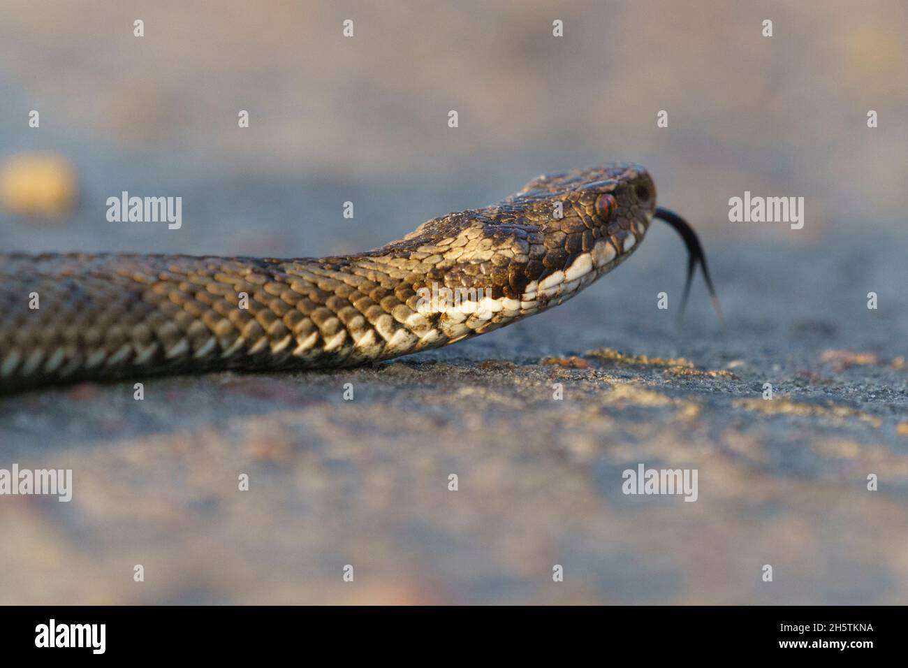 Common Eruopean viper, Vipera berus, lying on a road, Swedish Lapland ...