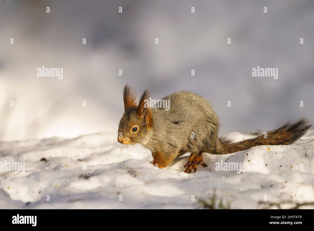 Red squirrel, Sciurus vulgaris sitting on the ground in the snow ...