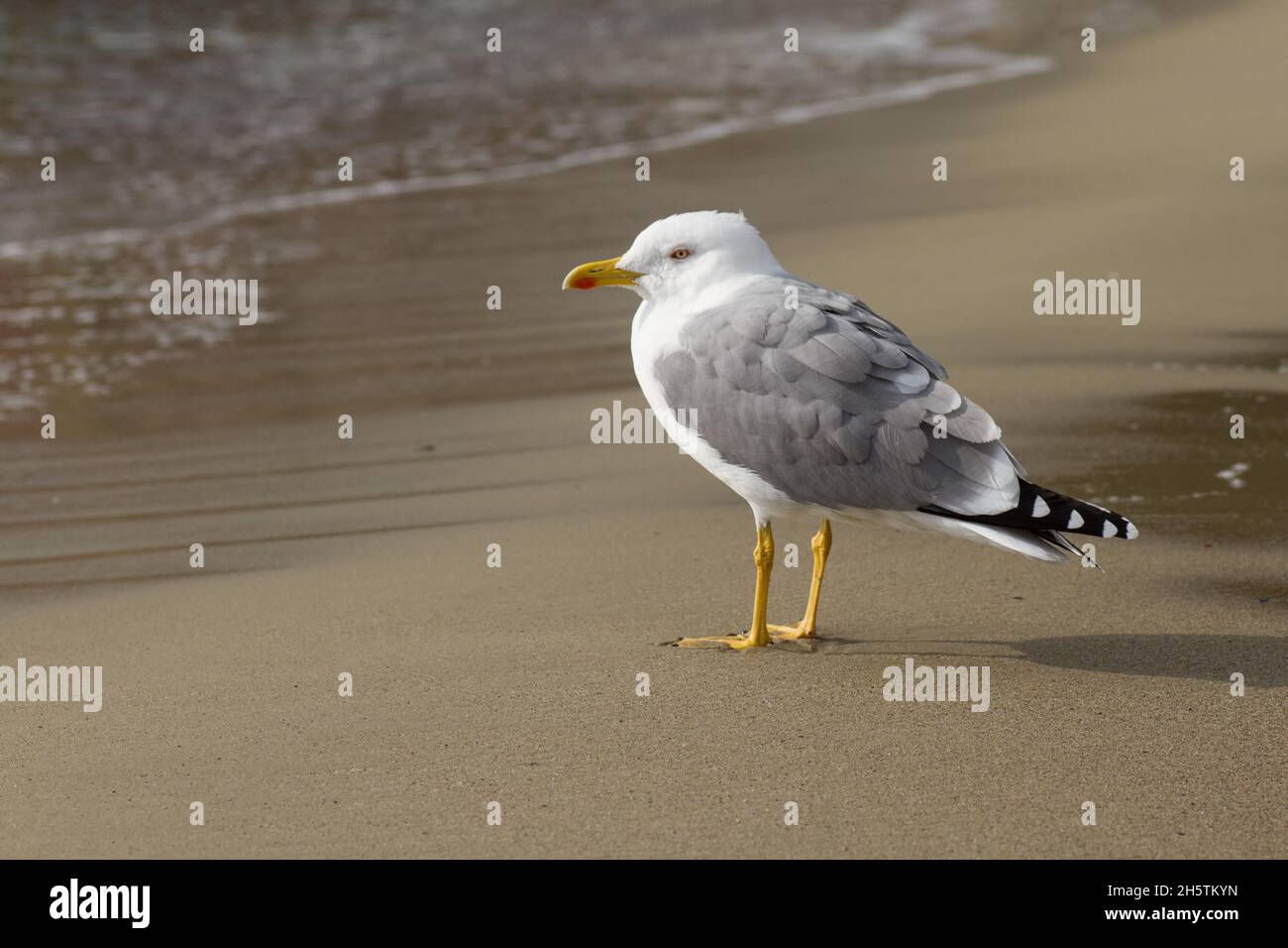 Portrait of seagulls hi-res stock photography and images - Alamy