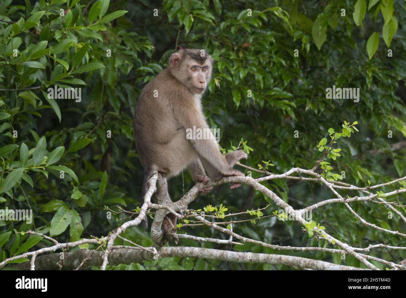 Northern pig-tailed macaque (macaca leonina) in Thailand Stock Photo ...