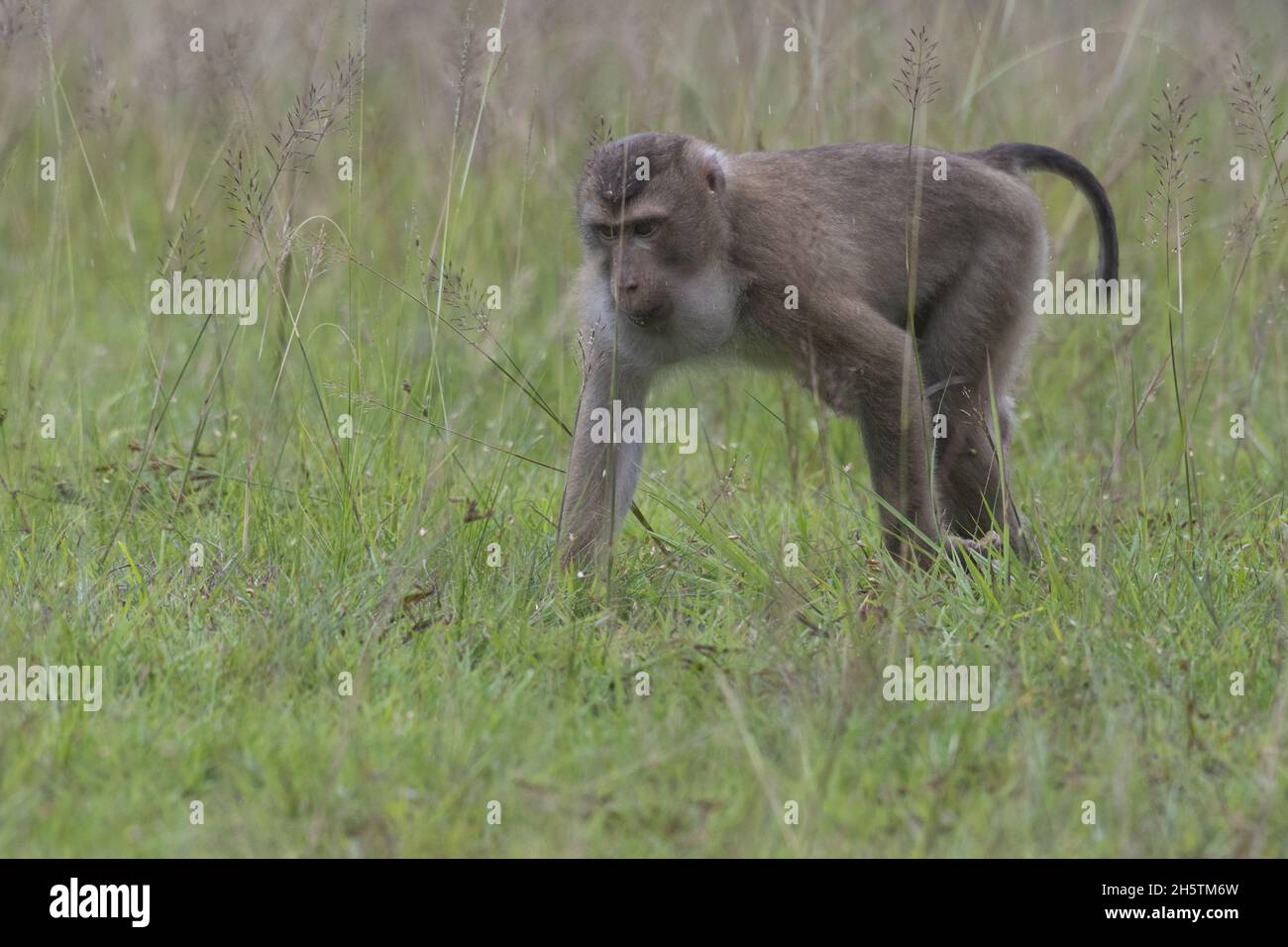 Northern pig-tailed macaque (macaca leonina) in Thailand Stock Photo ...