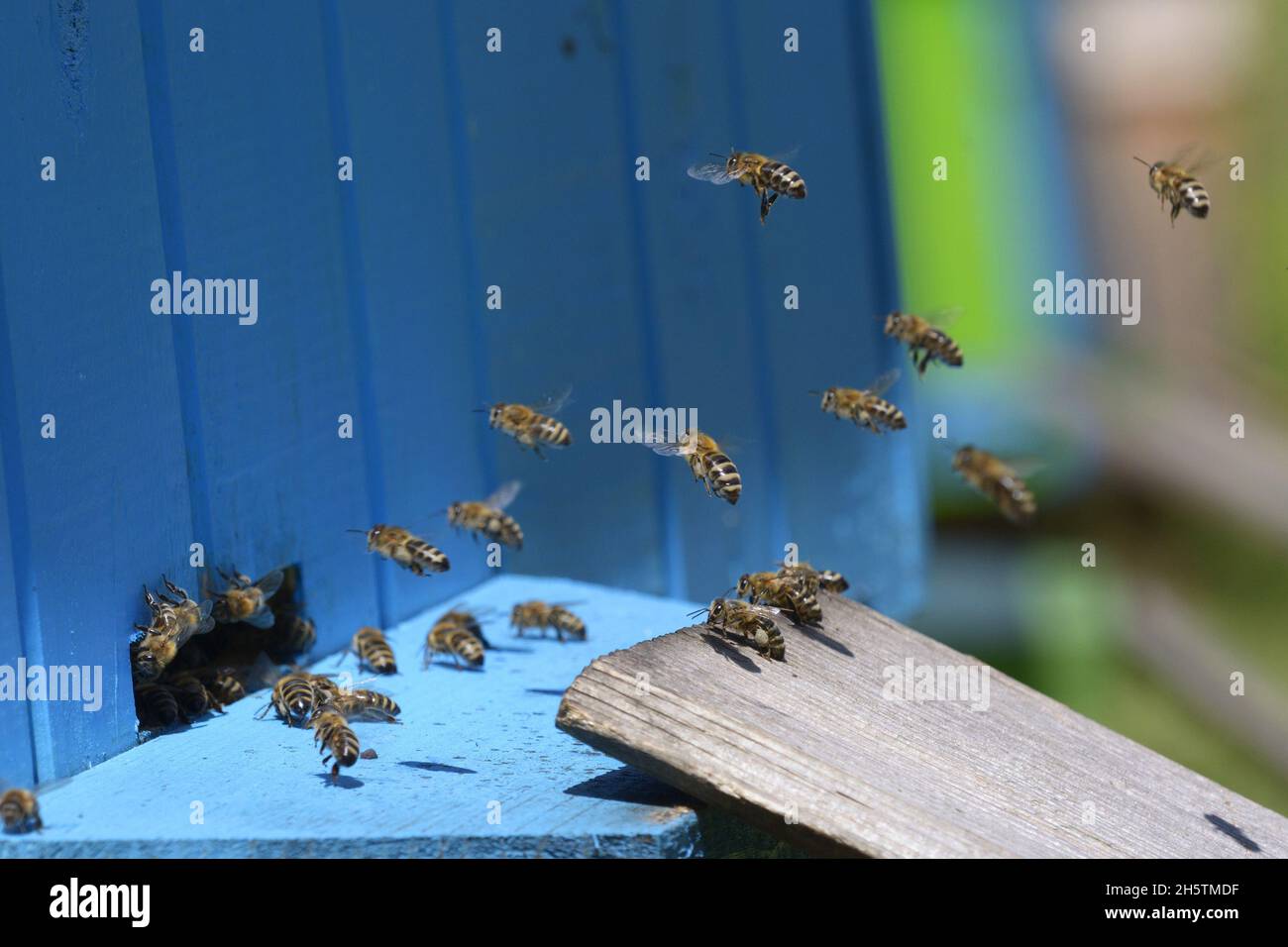 Bees swarming around a bee-entrance of a hive Stock Photo - Alamy
