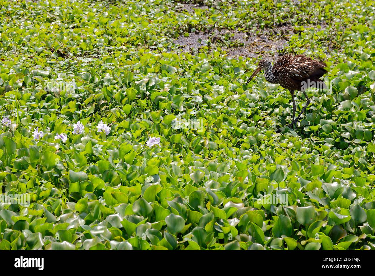 Spotted bird hi-res stock photography and images - Alamy