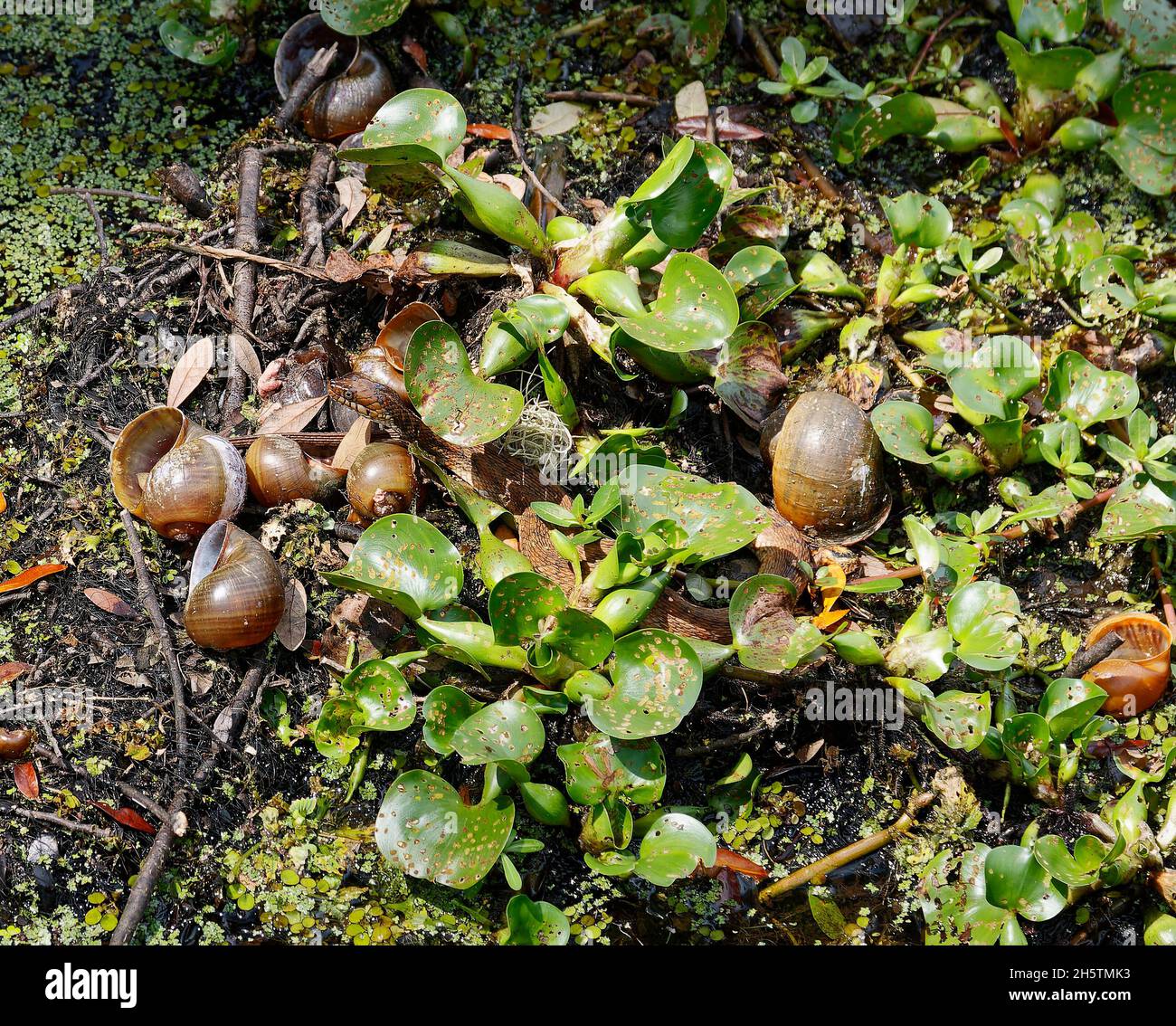 snake, golden color, Apple snail shells, Ampullariidae, large ...