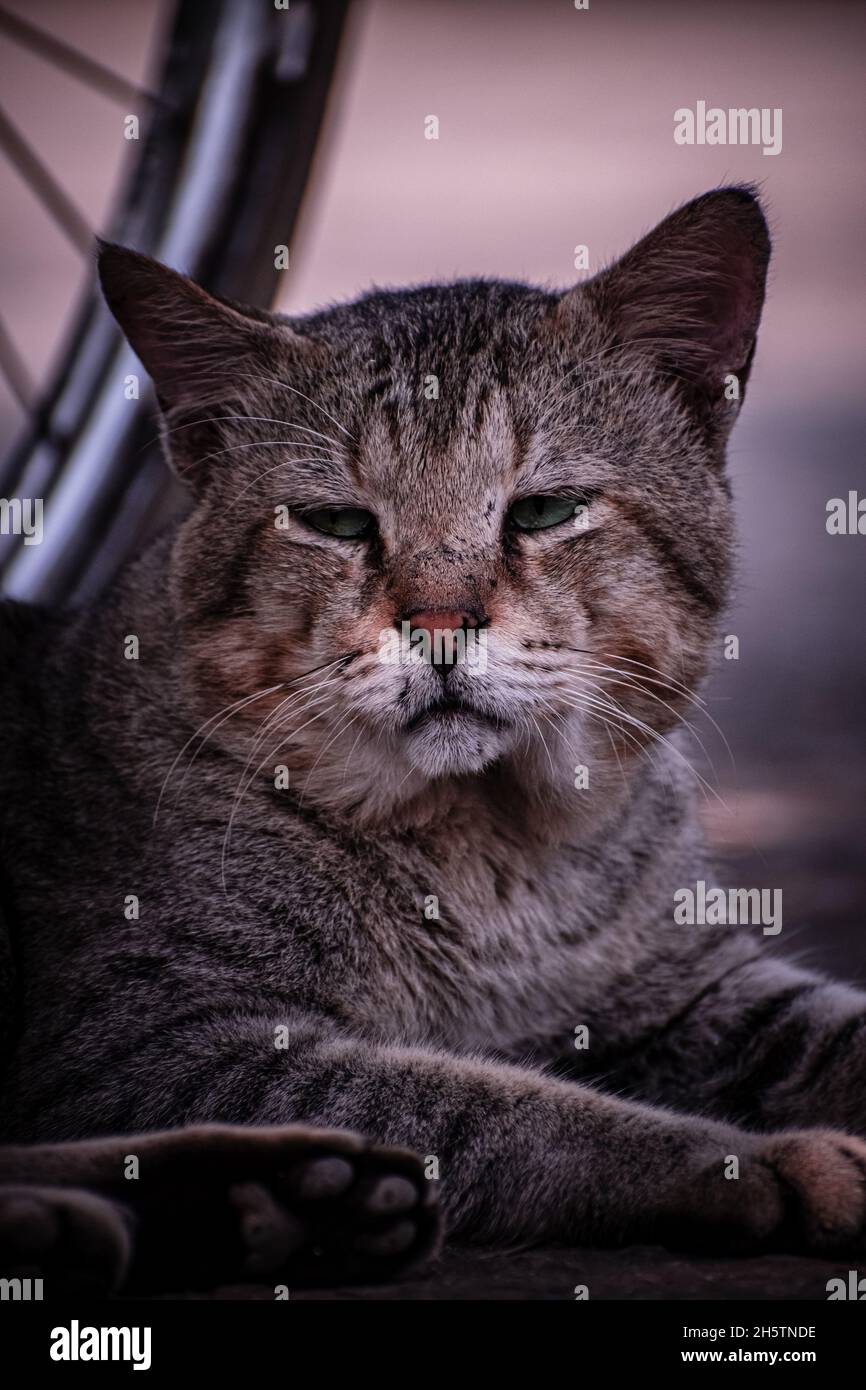 a cute cat looking Stock Photo - Alamy