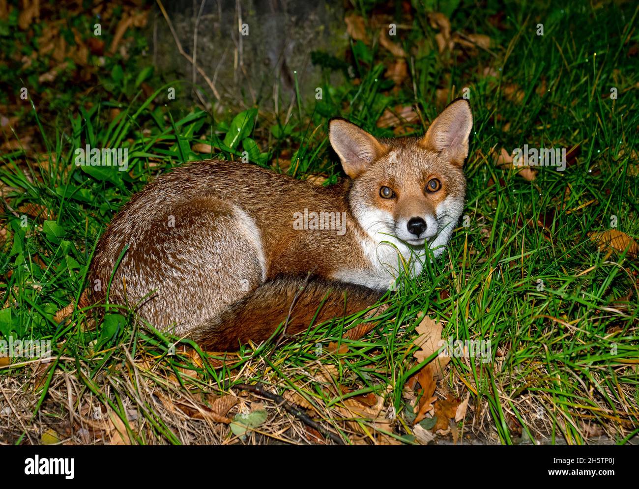 An urban fox looks for food at the Triumph Retail Park, Hunts Cross ...