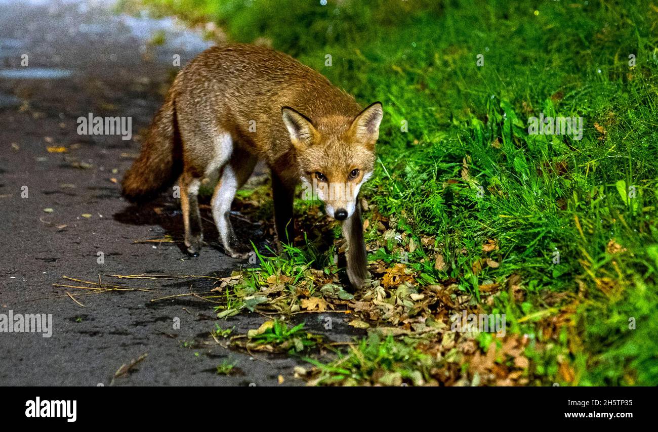 An urban fox looks for food at the Triumph Retail Park, Hunts Cross ...