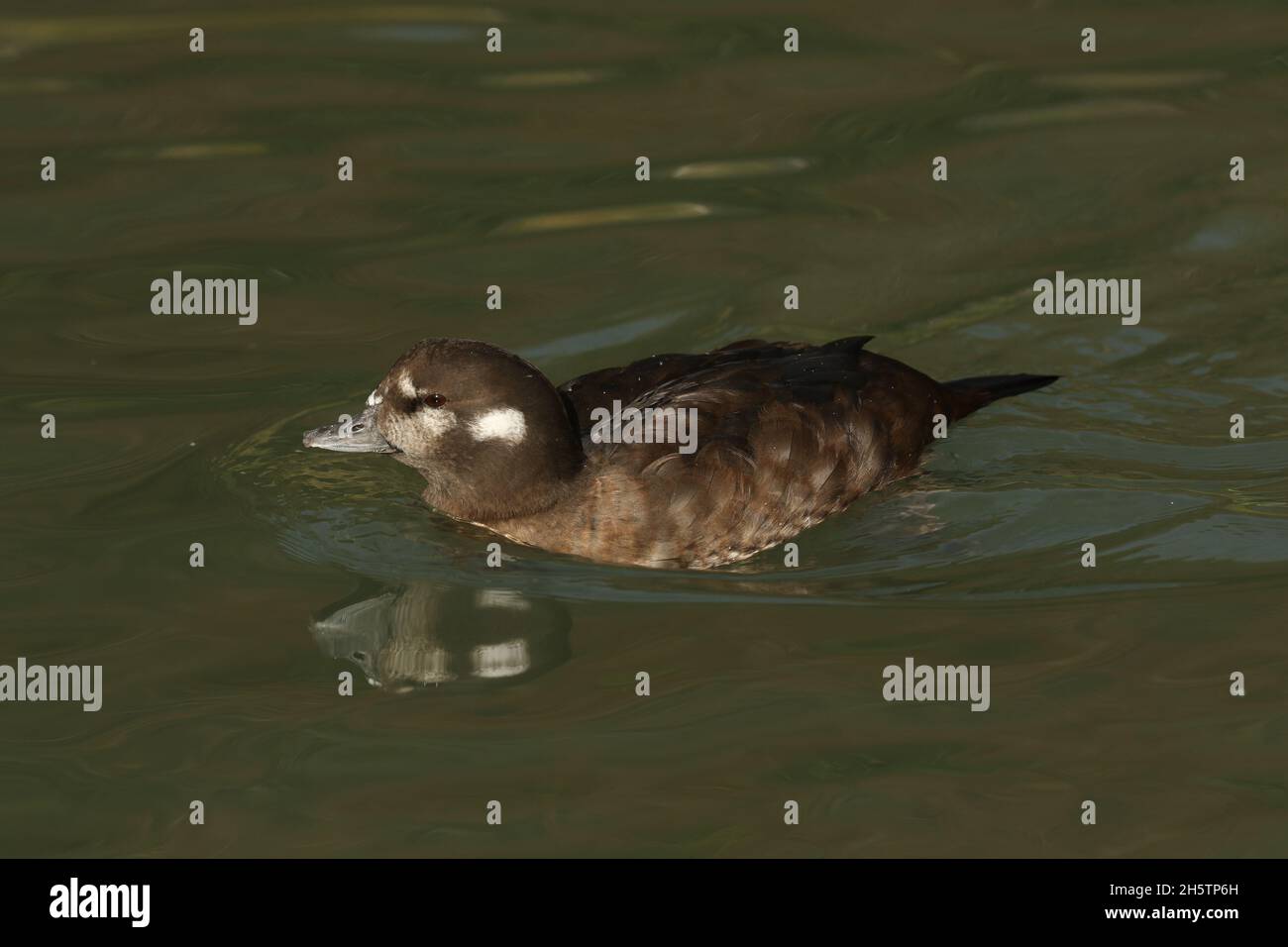 A female Harlequin Duck, Histrionicus histrionicus, swimming on a pond ...