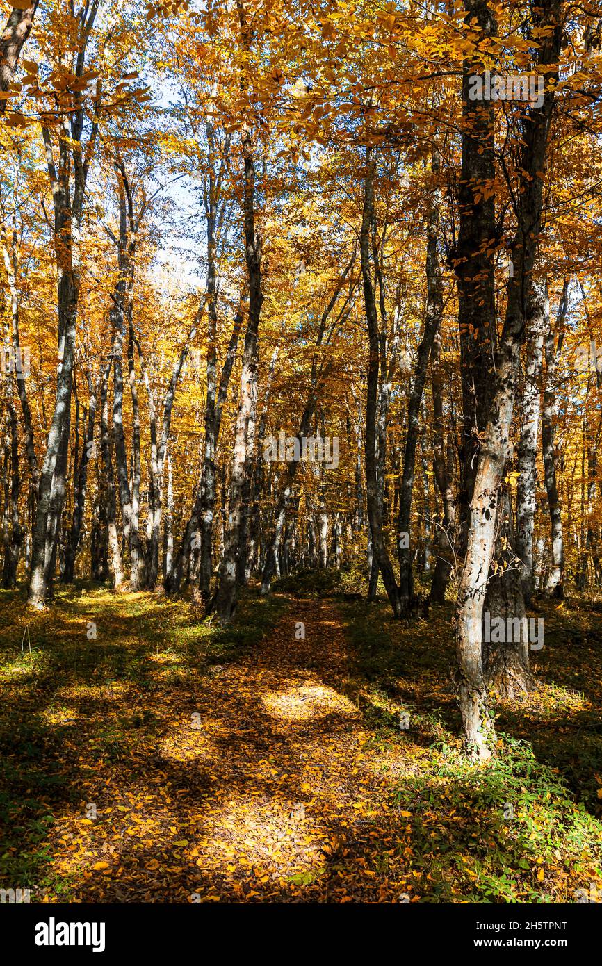 Autumn colors in the forest in November Stock Photo - Alamy