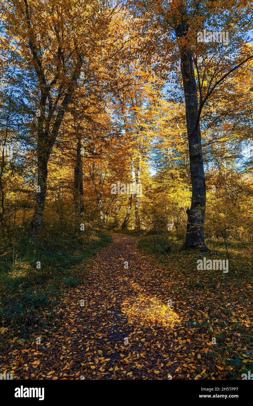 Autumn colors in the forest in November Stock Photo - Alamy