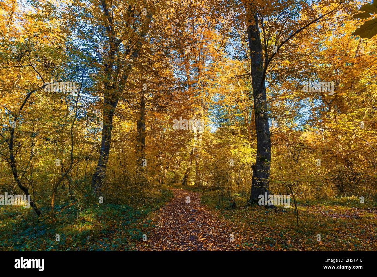 November color hi-res stock photography and images - Alamy
