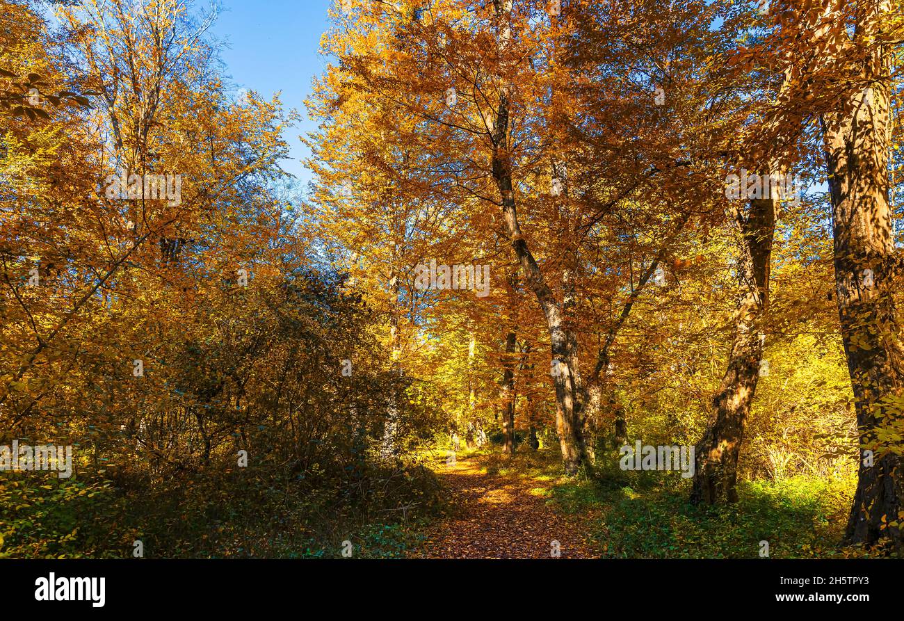 November color hi-res stock photography and images - Alamy
