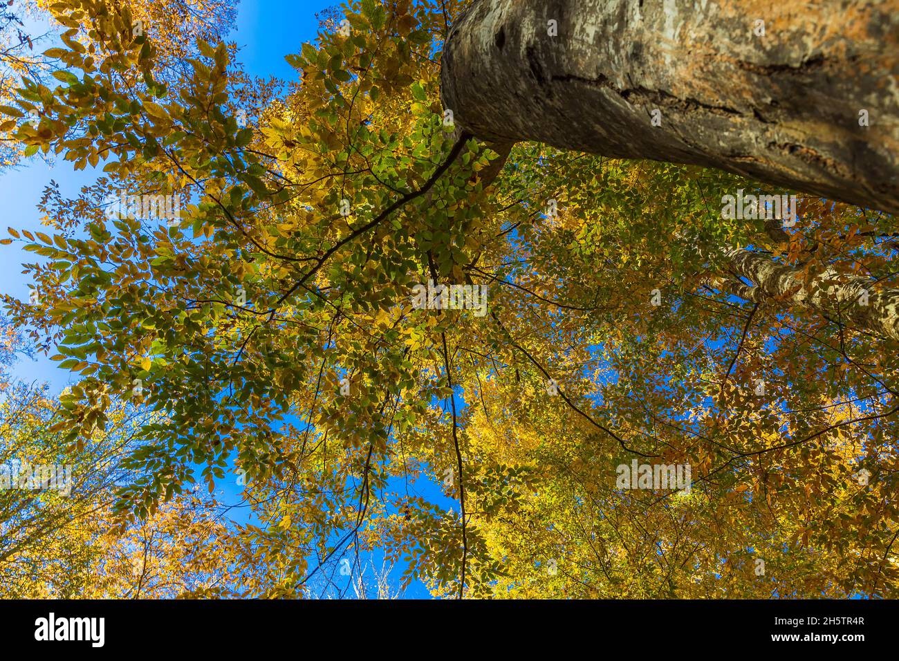Top view on crowns trees hi-res stock photography and images - Alamy