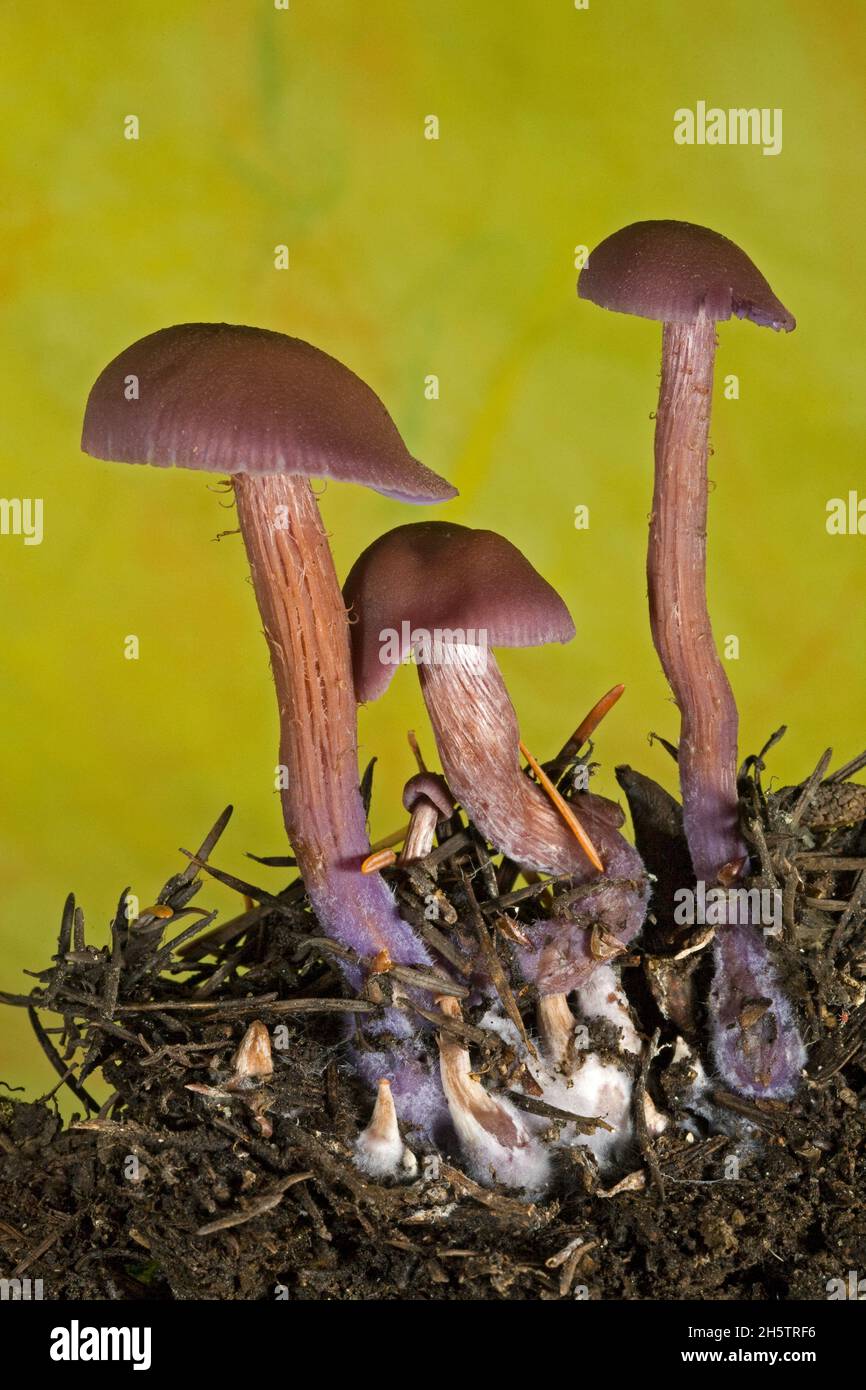 Fungi fungus laccaria hi-res stock photography and images - Alamy