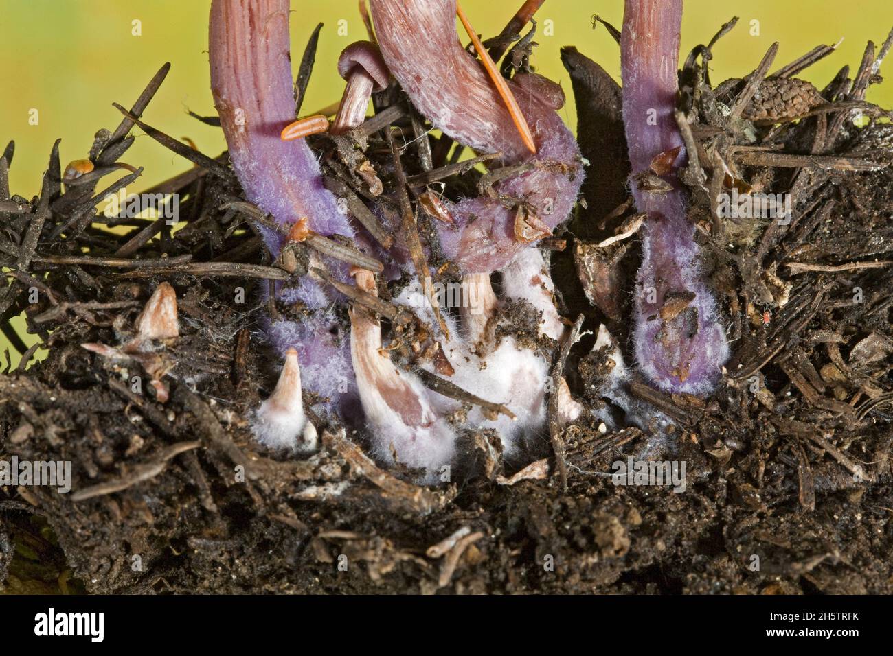 The mass of mycelium that looks like baby mushroom, the primordium, can ...